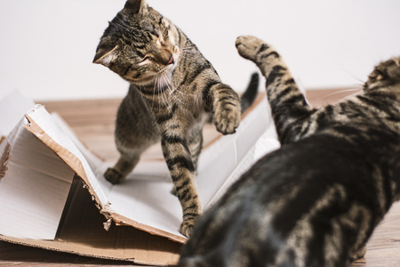 Comprendre le comportement du chat | CERFPA